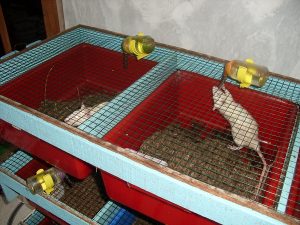 6 Cara Ternak Mencit Putih yang Mudah dan Keuntungannya - Ternak Duit